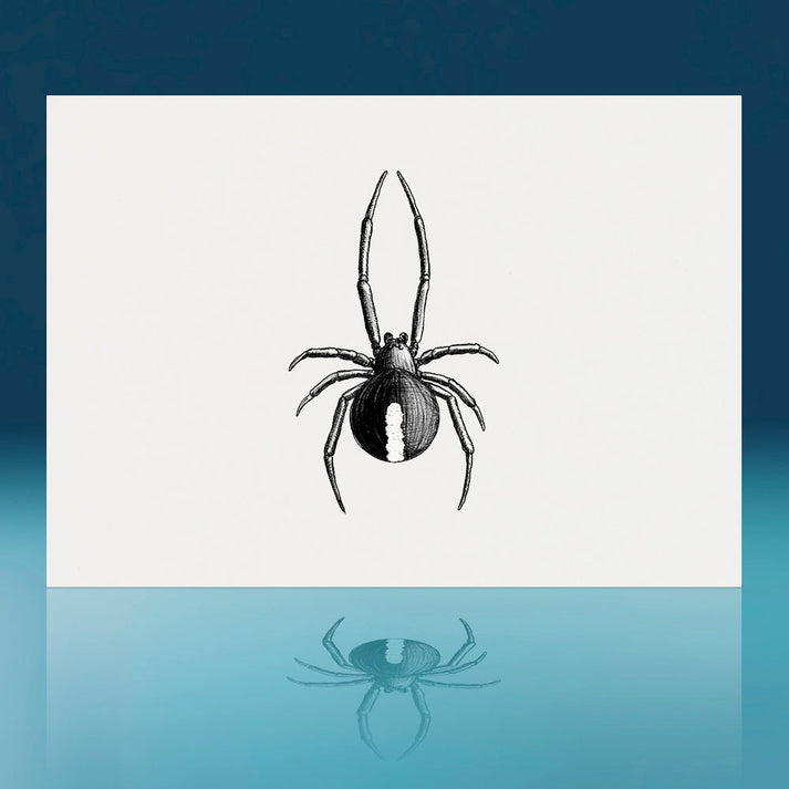 Katipo Art Print - NZ Native Spider Giclee by Aidan Heaven | Katipō ...